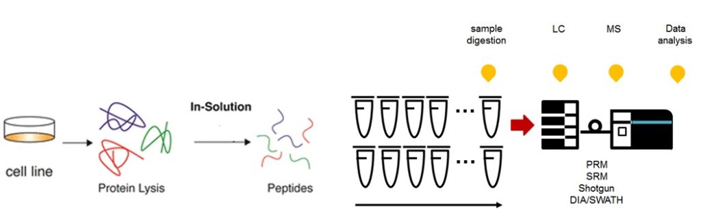DISCOVERY & TARGETED PROTEOMICS SERVICES – Vproteomics