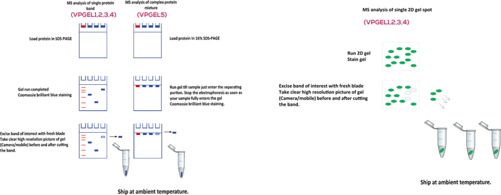 Discovery & Targeted Proteomics Services – Vproteomics