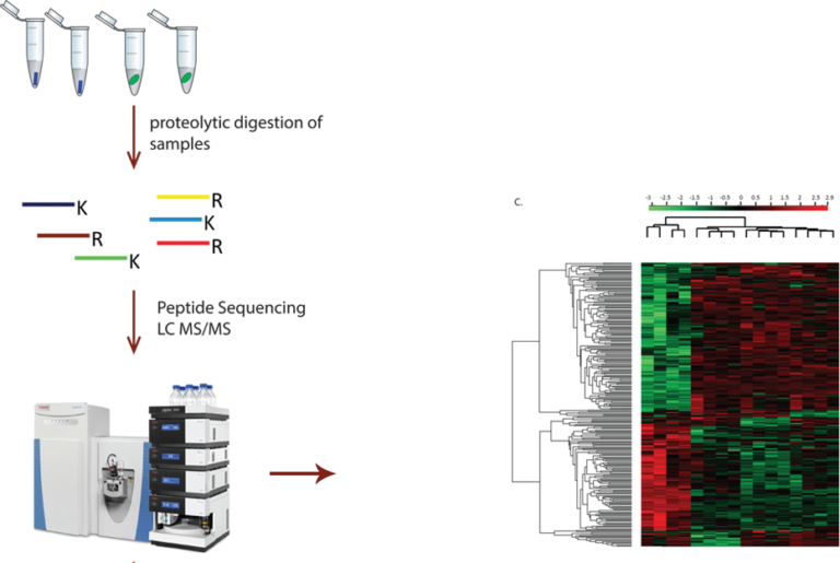 DISCOVERY & TARGETED PROTEOMICS SERVICES – Vproteomics